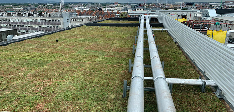 Green Roof on Office Development in Dublin | Laydex
